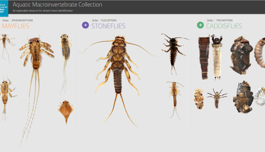 macroinvertebrates Archives - WikiWatershed